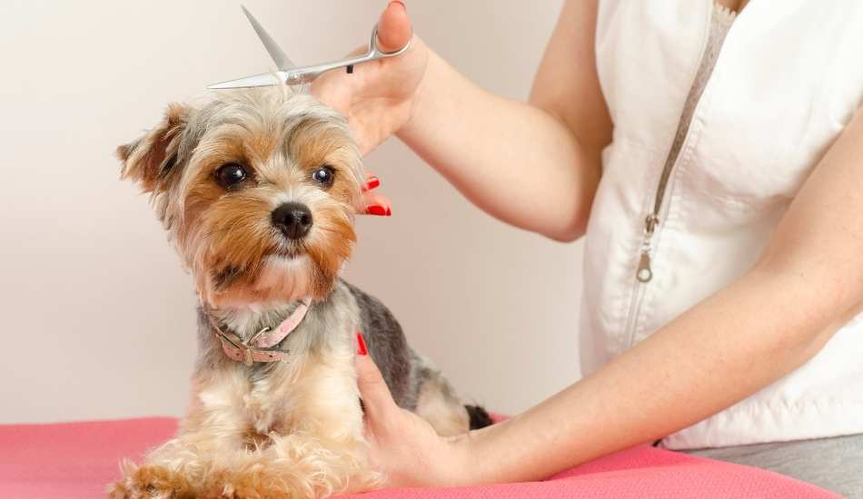 Los Mejores cursos de peluquería canina online GRATIS y de pago