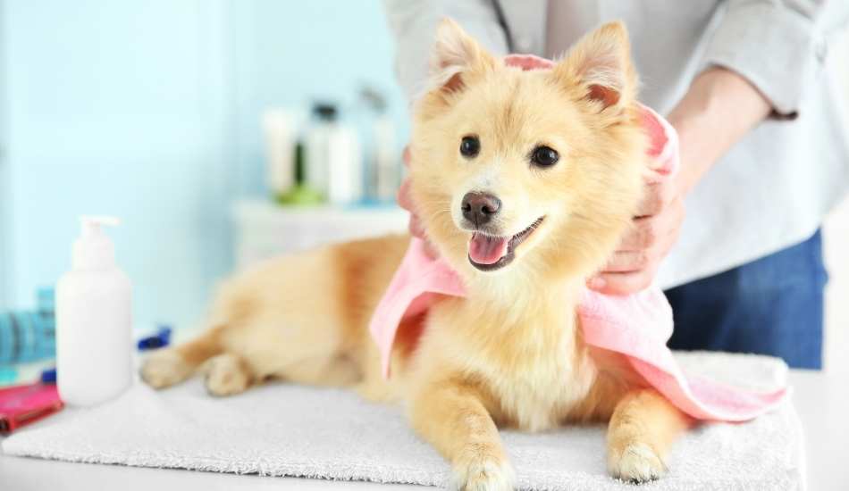 Los Mejores cursos de peluquería canina online GRATIS y de pago